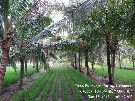 Largo Super, Terobosan Teknologi Budidaya Padi Gogo - Technology Indonesia