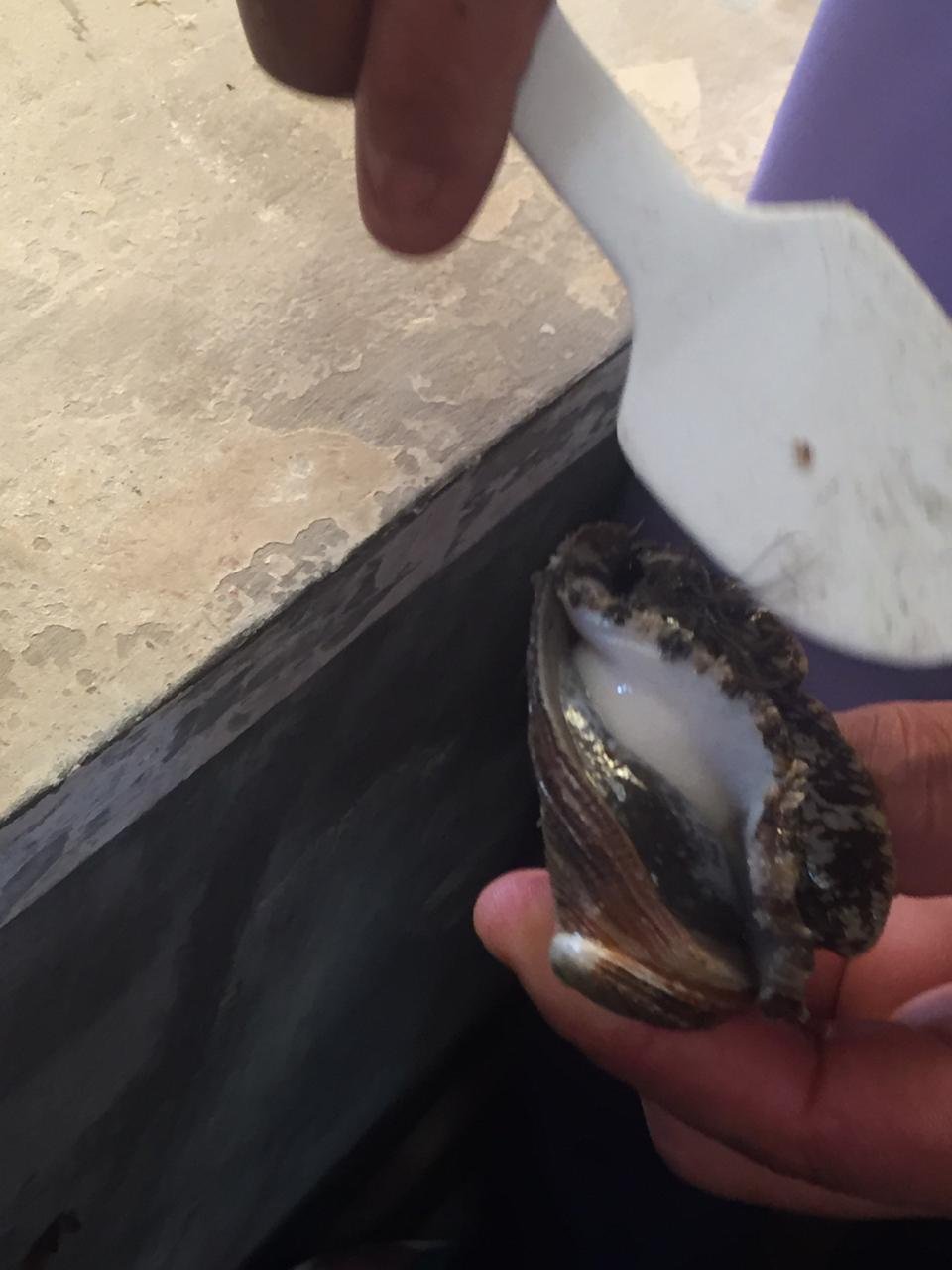 BRSDM Budidayakan Abalon Bernilai Ekonomi Tinggi - Technology Indonesia