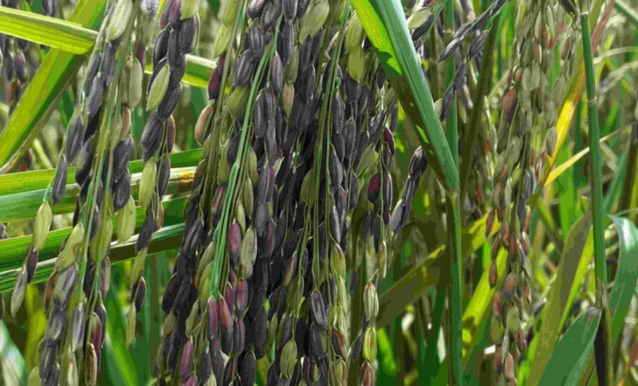 Padi Hitam Jeliteng Kaya Manfaat - Technology Indonesia