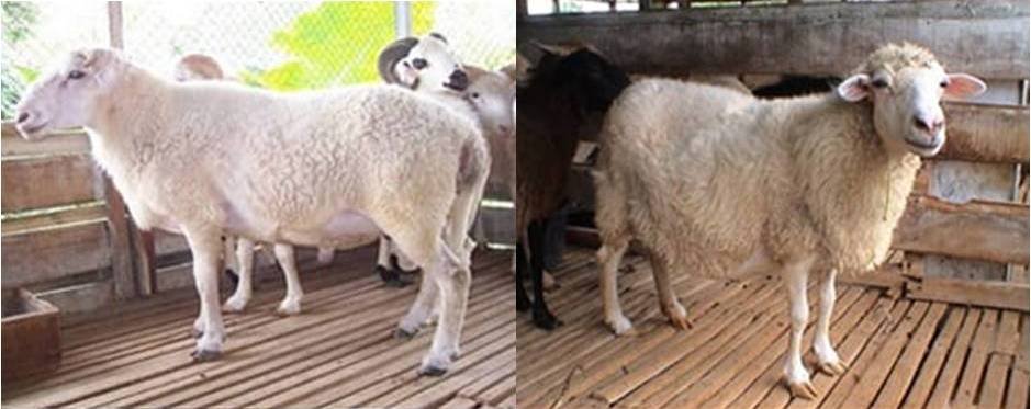 Domba Komposit Garut Agrinak Lebih Produktif dari Domba Lokal ...