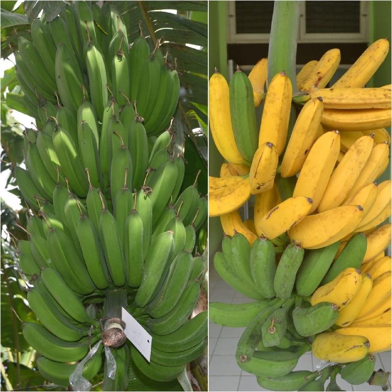 Sinergi Balitbangtan, Kelompok Tani, dan Swasta dalam Pengembangan dan ...