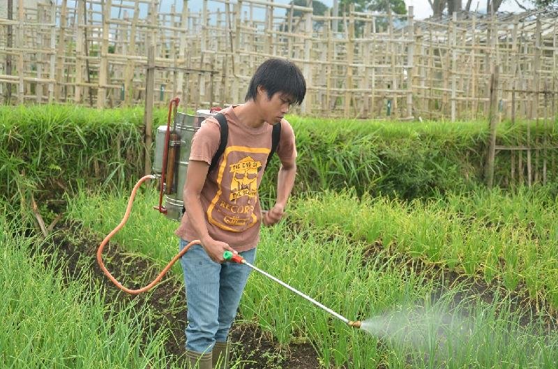 Pengendalian Hama Terpadu Bawang Merah - Technology Indonesia