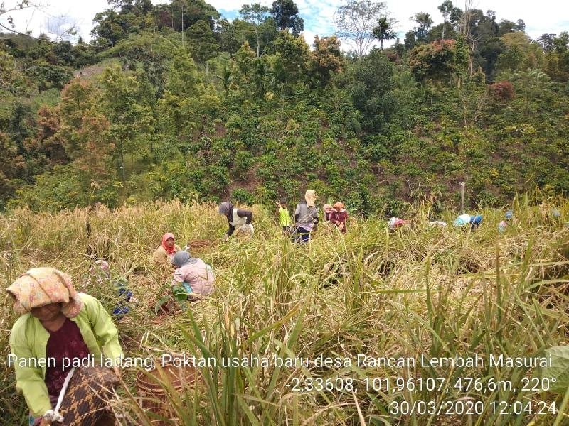 Pastikan Pangan Aman, Panen Padi berlanjut di Merangin - Technology ...