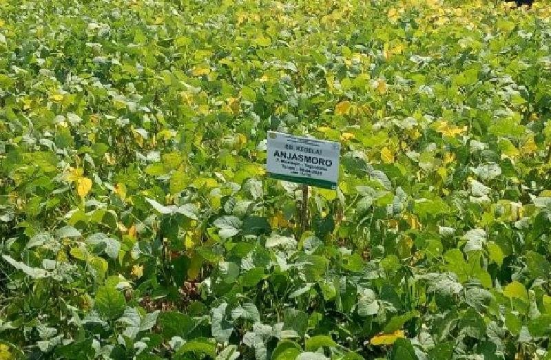 Tingkatkan Produksi, Kementan Siapkan 6 Varietas Unggul Kedelai ...