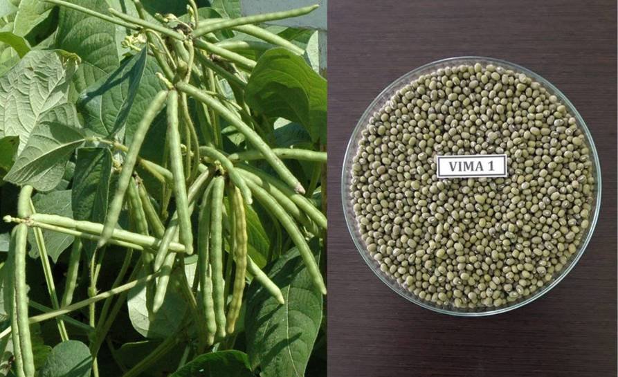 Kacang Hijau Vima 1 Masih Menjadi Primadona Komoditas Ekspor - Technology Indonesia